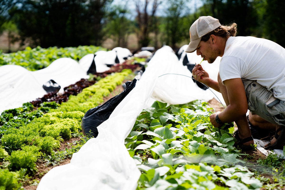 Ground Stone Farm – Squash Blossom Local Food